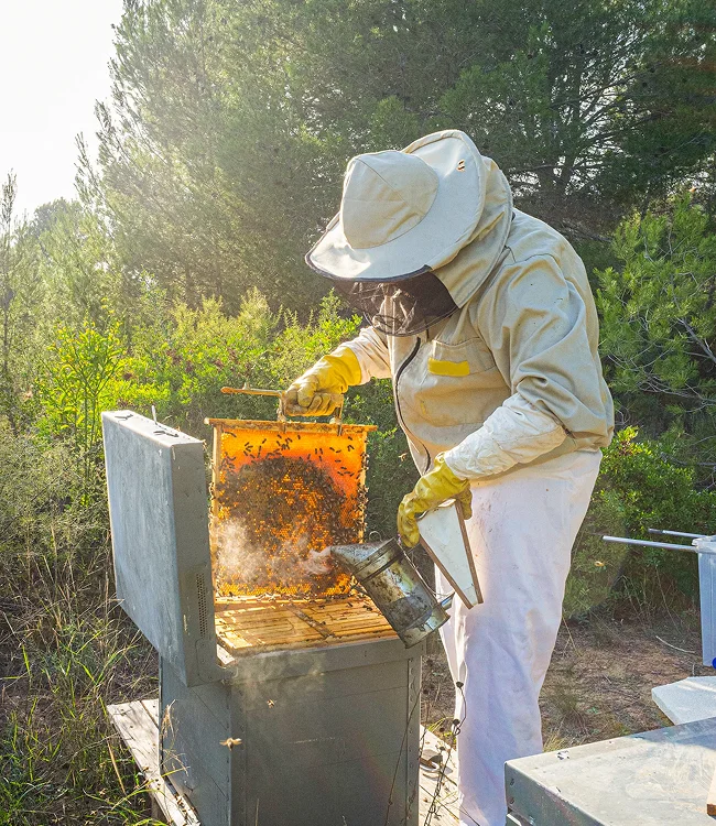 Bee & Wasp Removal in Las Vegas, NV | Professional Bee & Wasp Exterminator