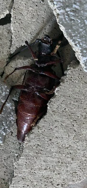 German Cockroach Clean-Out Service | Expert Roach Removal