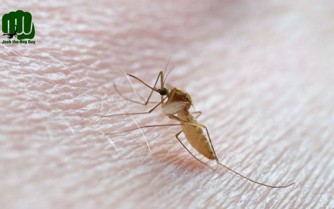 What Do Mosquito Eaters Eat? Facts & Myths Explained